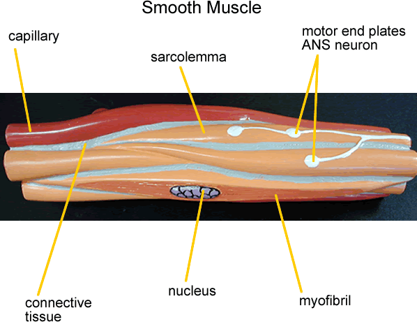 Smooth Muscle Tissue Labeled Diagram